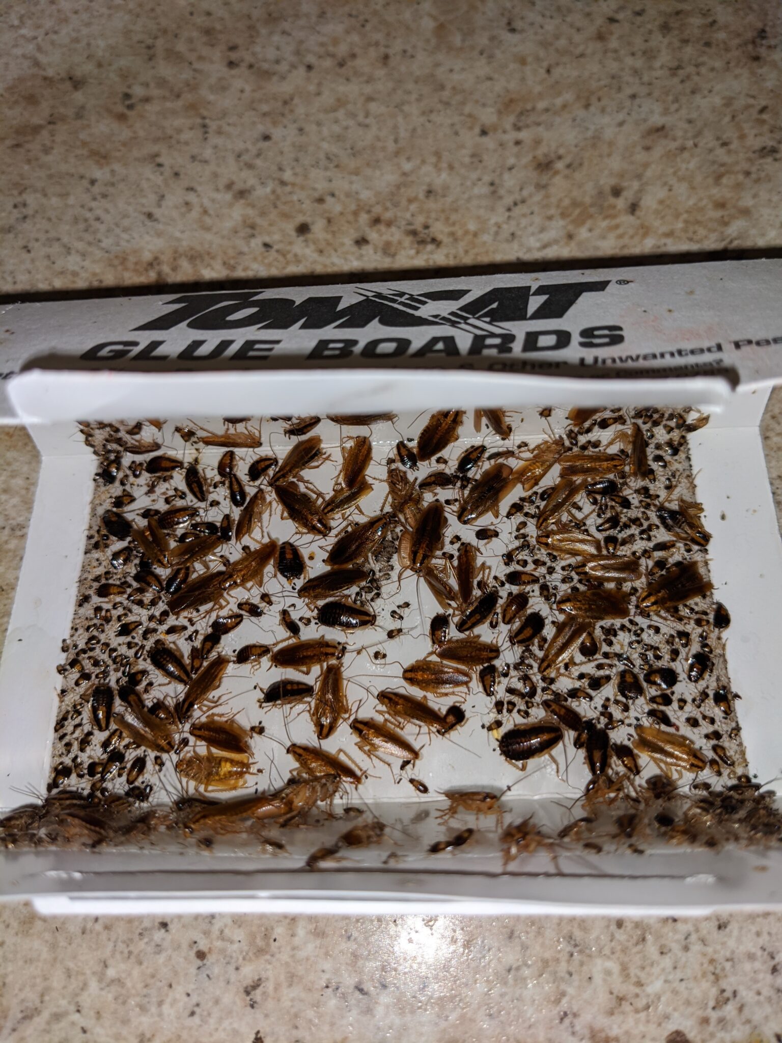 Common Cockroaches in Michigan | ID & Prevention