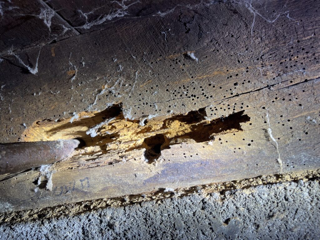 Case Study: Uncovering And Resolving A Catastrophic Eastern Subterranean Termite Infestation ...