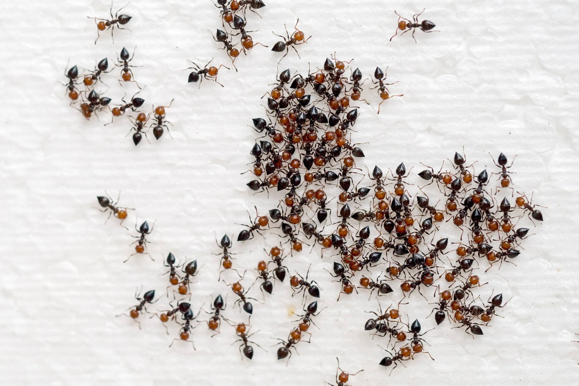PEST PROSpectives Podcast Episode 9: The Ants are Coming! | Pest Pros of Michigan